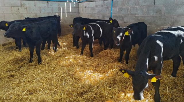 Arla Foods and DMK Group merge into joint dairy cooperative - Farmers Guide