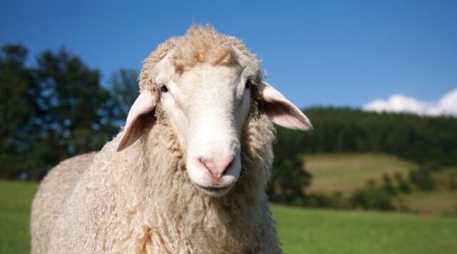 Industry welcomes news that UK risk status for BSE has been downgraded ...