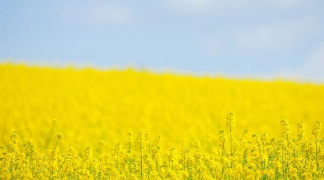 Luximo herbicide active substance approved in GB - Farmers Guide