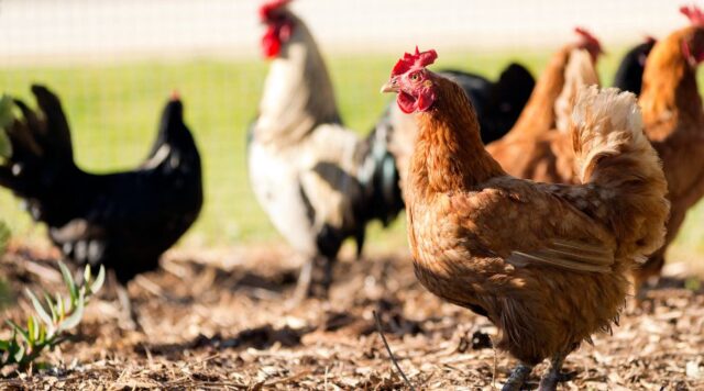DEFRA introduces Avian Influenza Prevention Zone after rise in bird flu ...