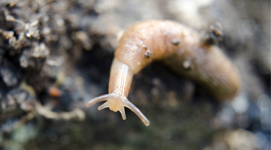 Get ready to fight back against slugs - Farmers Guide