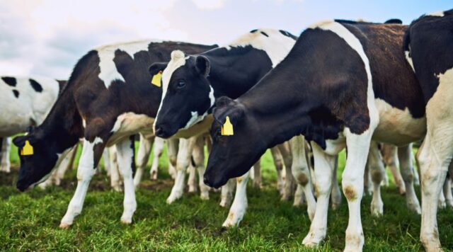 Arla completes trials of methane-reducing feed additives - Farmers Guide