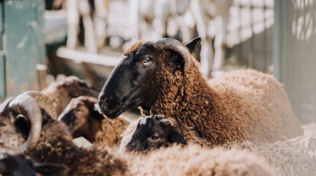 NSA welcomes changes to sheep carcase reporting - Farmers Guide