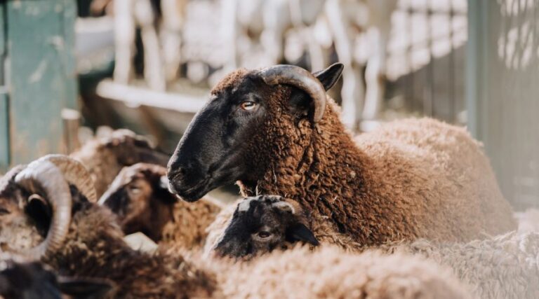 NSA welcomes changes to sheep carcase reporting - Farmers Guide