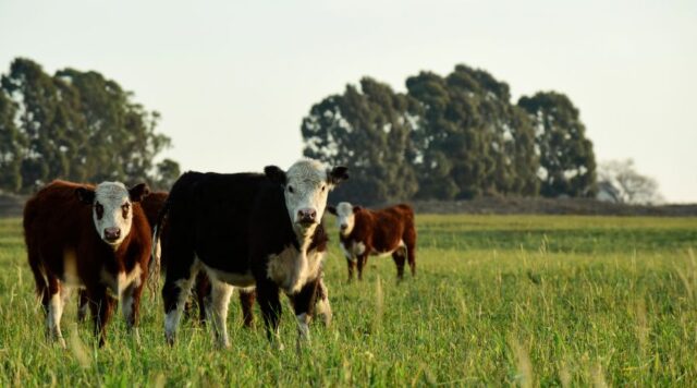 New bluetongue case investigated in Northern Ireland - Farmers Guide
