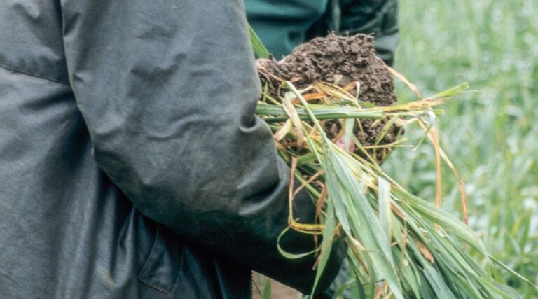 Crop support: Time to build on firm footings - Farmers Guide